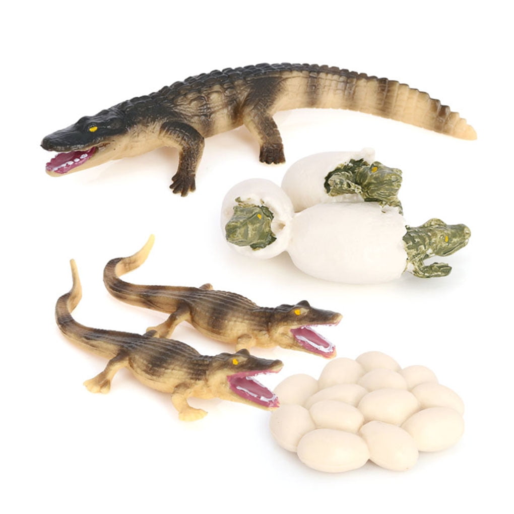 Toma 1 Set Life Cycle Models Household Realistic Educational Display ...