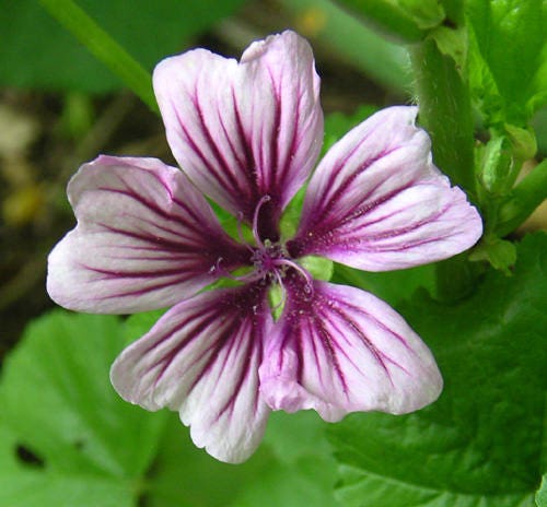20 ZEBRA MALLOW Malva sylvestris var. Zebrina Flower Seeds - Walmart.com