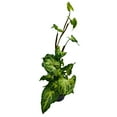 Syngonium Batik, in 4 inch Pot, Nephthytis, Arrowhead Plant, Arrowhead ...
