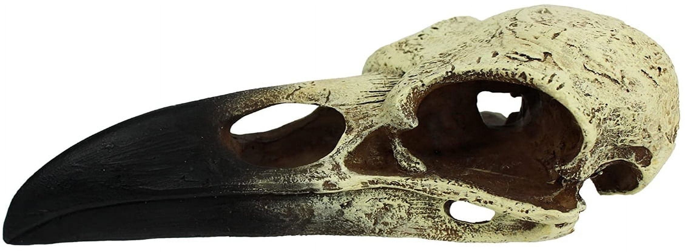 Komodo Raven Skull, Bone and Black Resin, Aquarium Decor