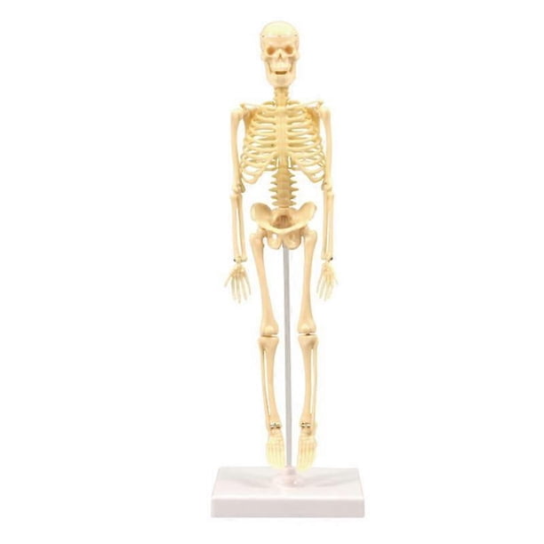 35cm Miniature Skeletal Model, Easy To Operate, Medical Anatomy Model ...