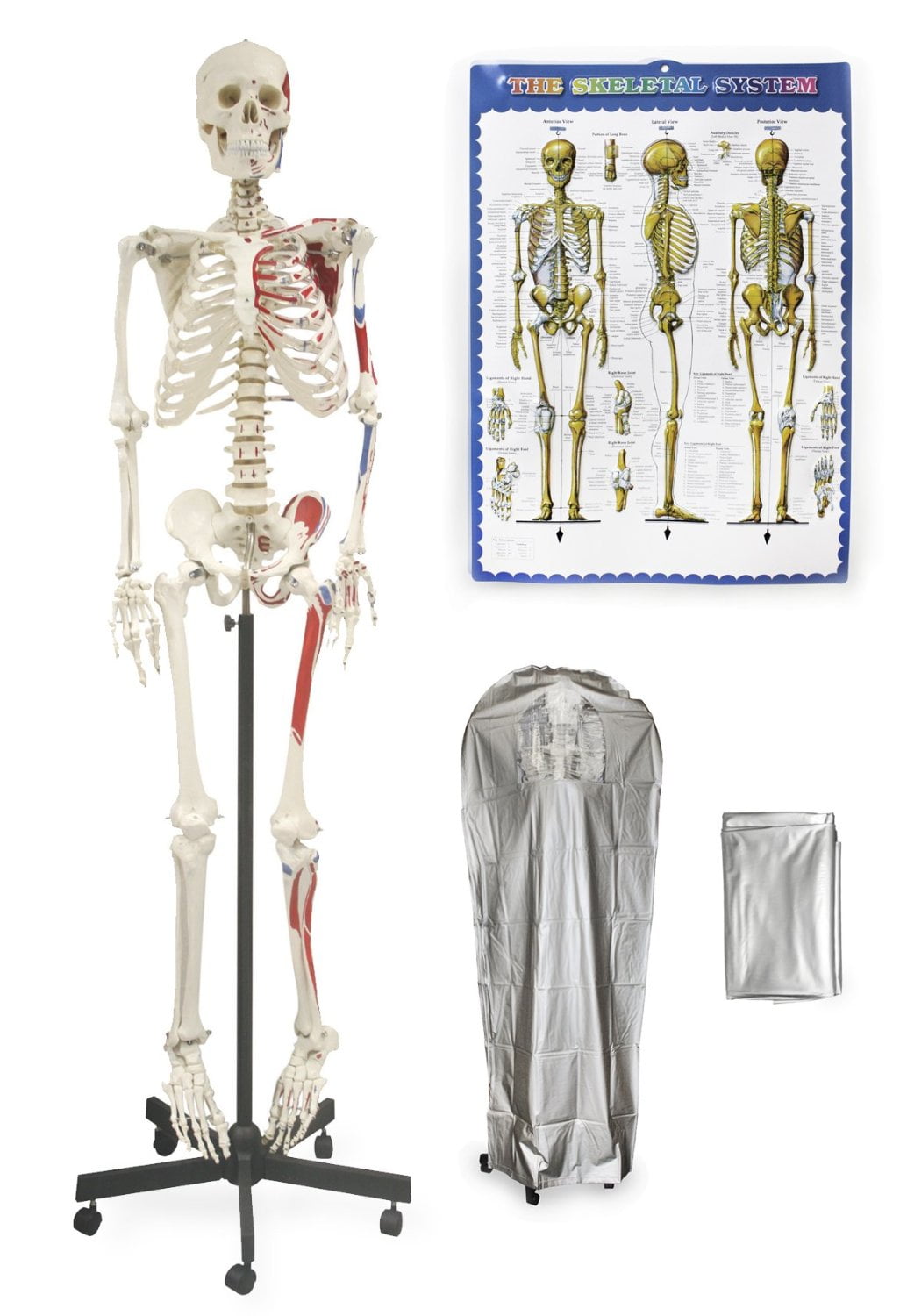 Vision Scientific Full Size Human Skeleton-66” (168cm) with Muscle ...