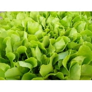 2000 Seeds BIBB LETTUCE (Limestone Lettuce) Lactuca Sativa Vegetable ...