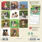 BrownTrout, Boxer Puppies 2025 Mini Wall Calendar - Walmart.com
