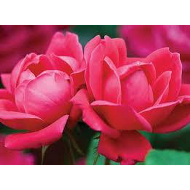 Double Roses Knockout