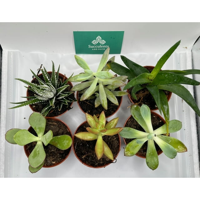 Succulents & Such 6 Pack Succulent Plant Set, 3" Pots, Moderate Light ...