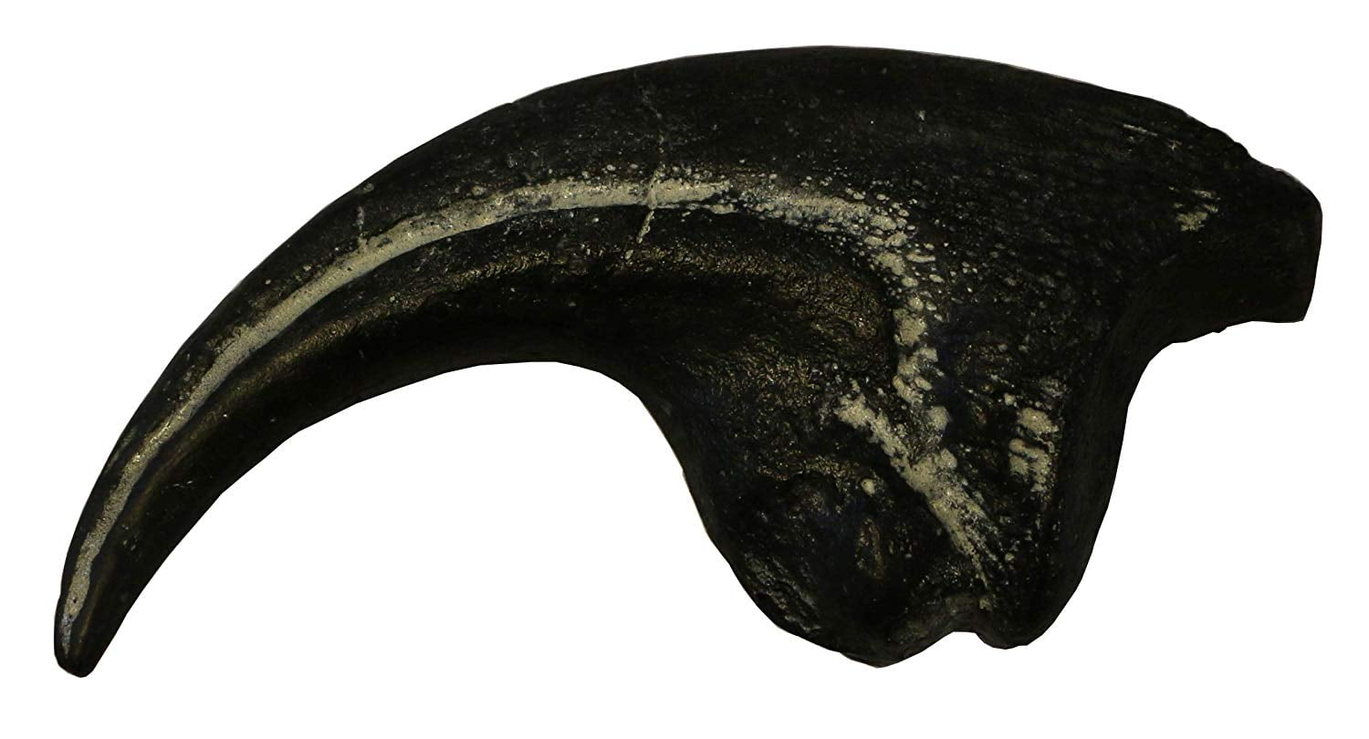 Allosaurus Dinosaur Life Size Claw Fossil Replica - 7" - Walmart.com