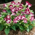 Torenia Fournieri Burgundy Wishbone Flower Seeds - 100 Seeds - Walmart.com