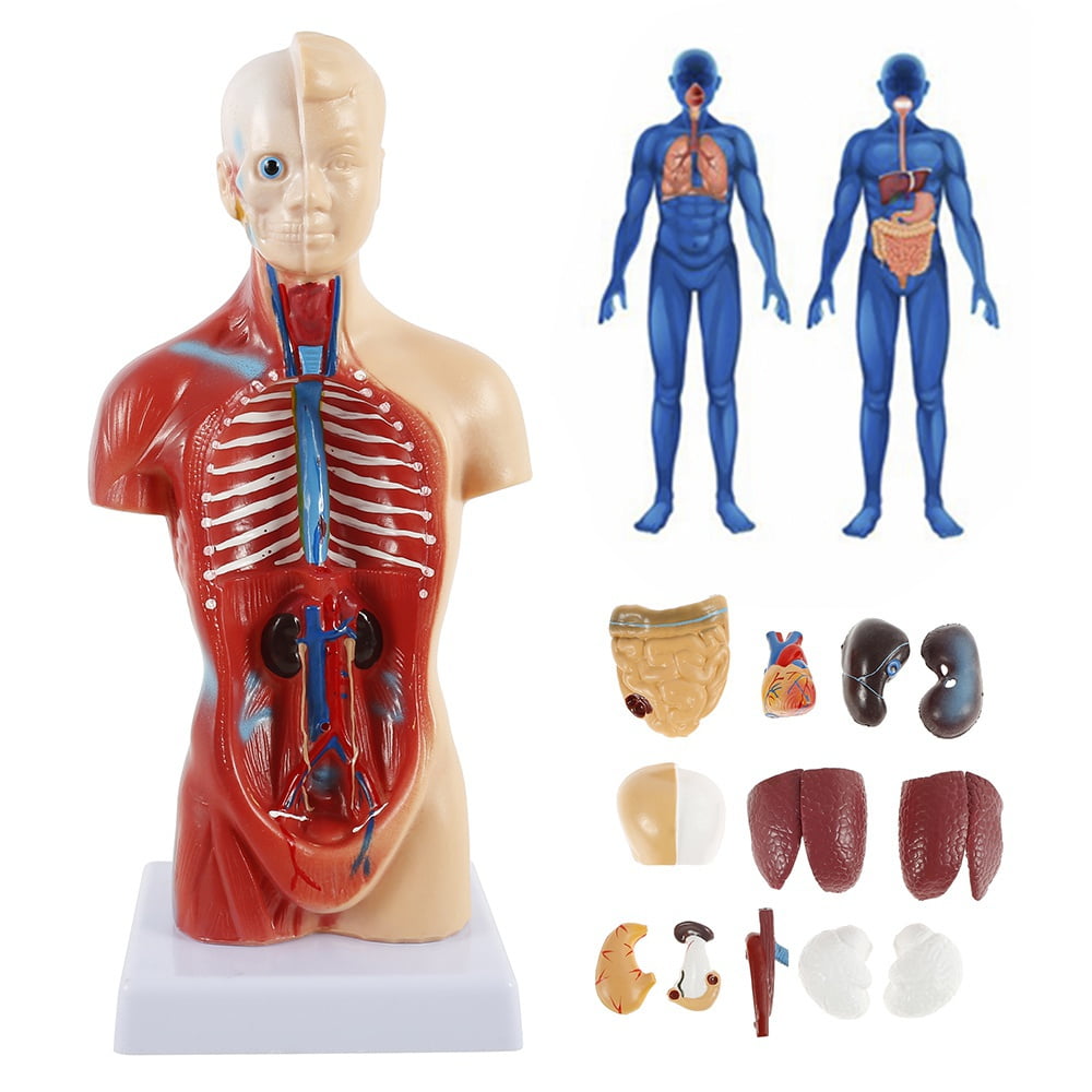 Human Torso Body Model Anatomy Anatomical Medical Internal Organs ...