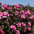 Dee-Lish® Hybrid Tea Rose by Heirloom Roses - Live Fragrant Rose Bush ...