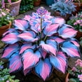 Butterfly Hostas for Planting-Nature Accent for Lawn and Walkways ...