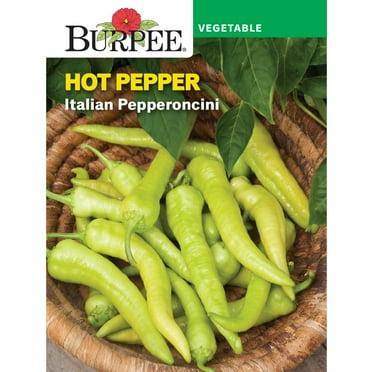 Burpee Bodacious Hybrid Tomato Vegetable Seed, 1-Pack - Walmart.com