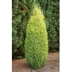 Home Run Shrub Rose Dormant Bare Root Shrub (1-Pack) - Walmart.com
