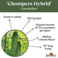 Burpee Chompers Hybrid Cucumber Vegetable Seed, 1-Pack - Walmart.com