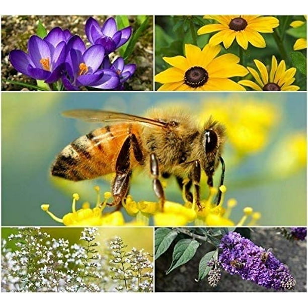Bee Rescue Garden Seed Kit - Great for Honey Bees and Bumble Bees ...