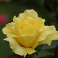 Heirloom Roses Rose Bush - Mellow Yellow Hybrid Tea , Live Rose Plant ...