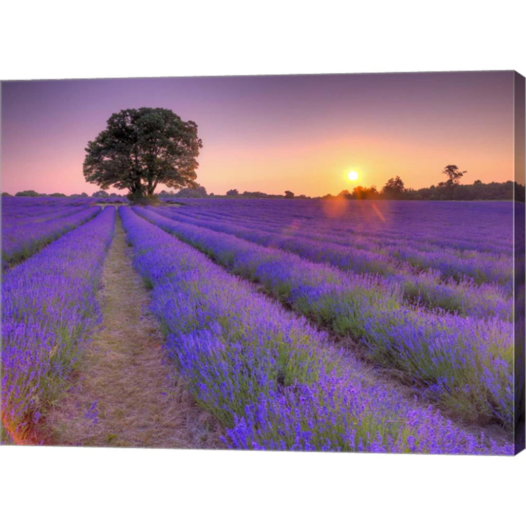 Great Art Now Lavender by Assaf Frank, Canvas Wall Art, 21.5W x 16H ...