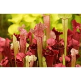 Sarracenia Carnivorous Pitcher Plant Seeds - Mixed Colors (Red, Purple, Yellow, White) - Pack of ...