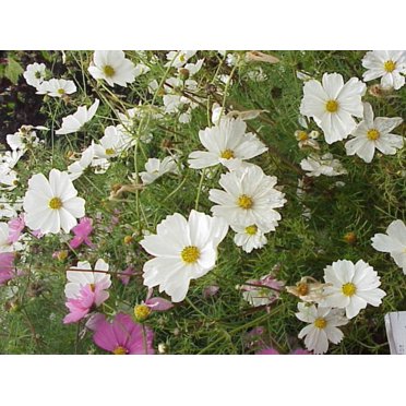 200 COSMOS SEASHELLS Cosmos Bipinnatus Sea Shells Flower Seeds ...