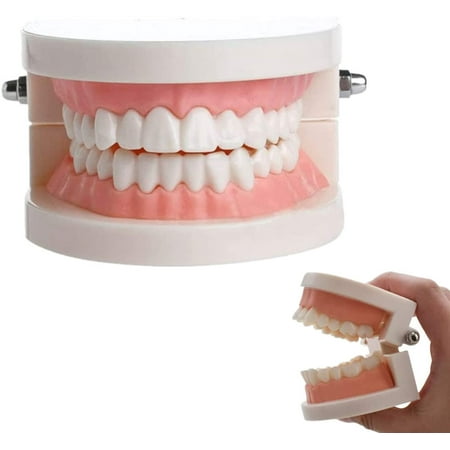 Dental Adult Standard Teeth Model,Teaching Teeth Model Study Typodont ...