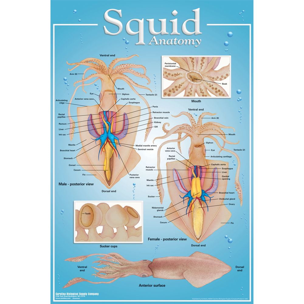 Squid Anatomy Poster, Color, Illustrates Internal Anatomy Of Male And ...