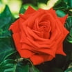 Let Freedom Ring Dormant Bare Root Hybrid Tea Rose, Includes one ...