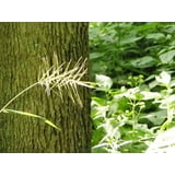 25 BOTTLEBRUSH GRASS Ornamental Shade Elymus Hystrix Patula Seeds ...