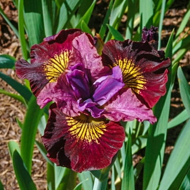 How Audacious Siberian Iris Dormant Bare Root Perennial Plants, 3-Pack ...