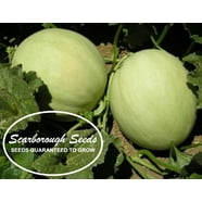 150 Seeds HONEYDEW GREEN FLESH Cucumis Melo Inodorus Melon Fruit Seeds ...