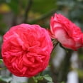 Heirloom Roses Antique Climbing Rose, Live Plant, Creamy Rose-Pink ...