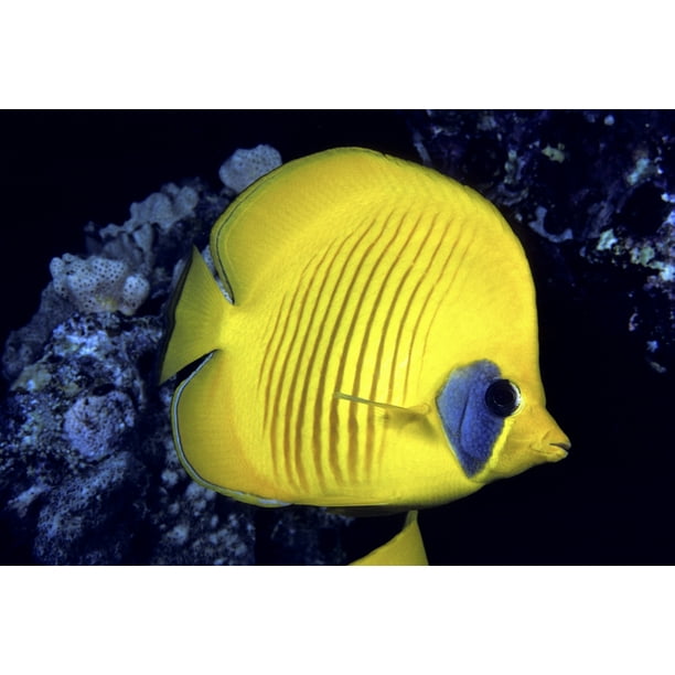 Blue Cheeked Butterflyfish (Chaetodon Semilarvatus) as also known as ...