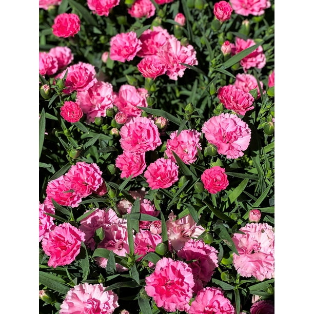 50 PINK ROSE CARNATION Dianthus Caryophyllus Grenadin Double Flower ...