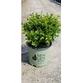 Buxus NewGen Freedom The Boxwood Revolution 36" - 54" Live Shrubs ...