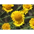 250 GOLDEN MARGUERITE DAISY Dyer's Yellow Chamomile Anthemis Tinctoria ...