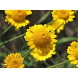 250 GOLDEN MARGUERITE DAISY Dyer's Yellow Chamomile Anthemis Tinctoria ...