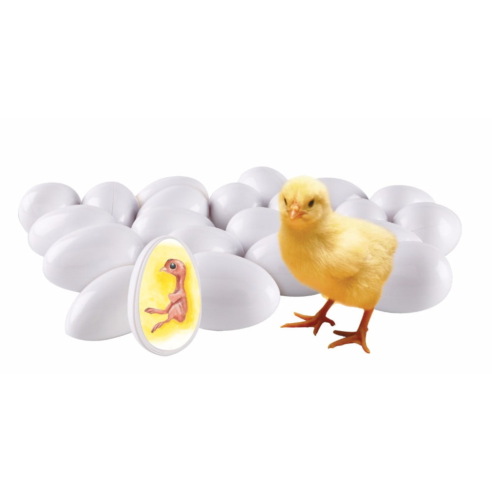 Learning Resources Chick Life Cycle Exploration Set - Walmart.com