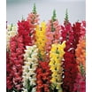 Snapdragon Flower Seeds - Liberty Classic Series - 1000 Seeds - Mix ...