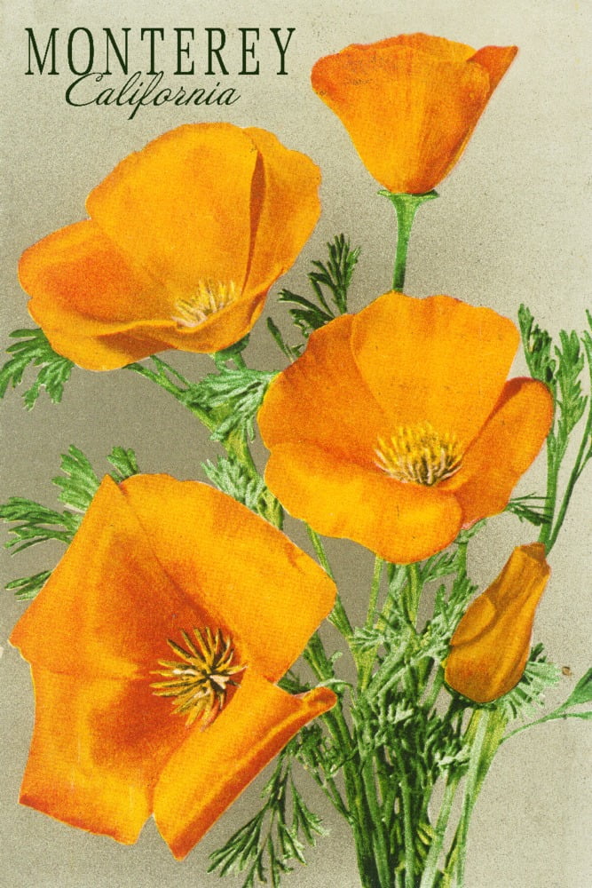 Monterey, California, Poppy Flowers, Vintage Poster (12x18 Wall Art ...