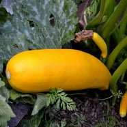 Burgess Buttercup Winter Squash Garden Seeds - 4 Oz - Non-GMO, Heirloom ...