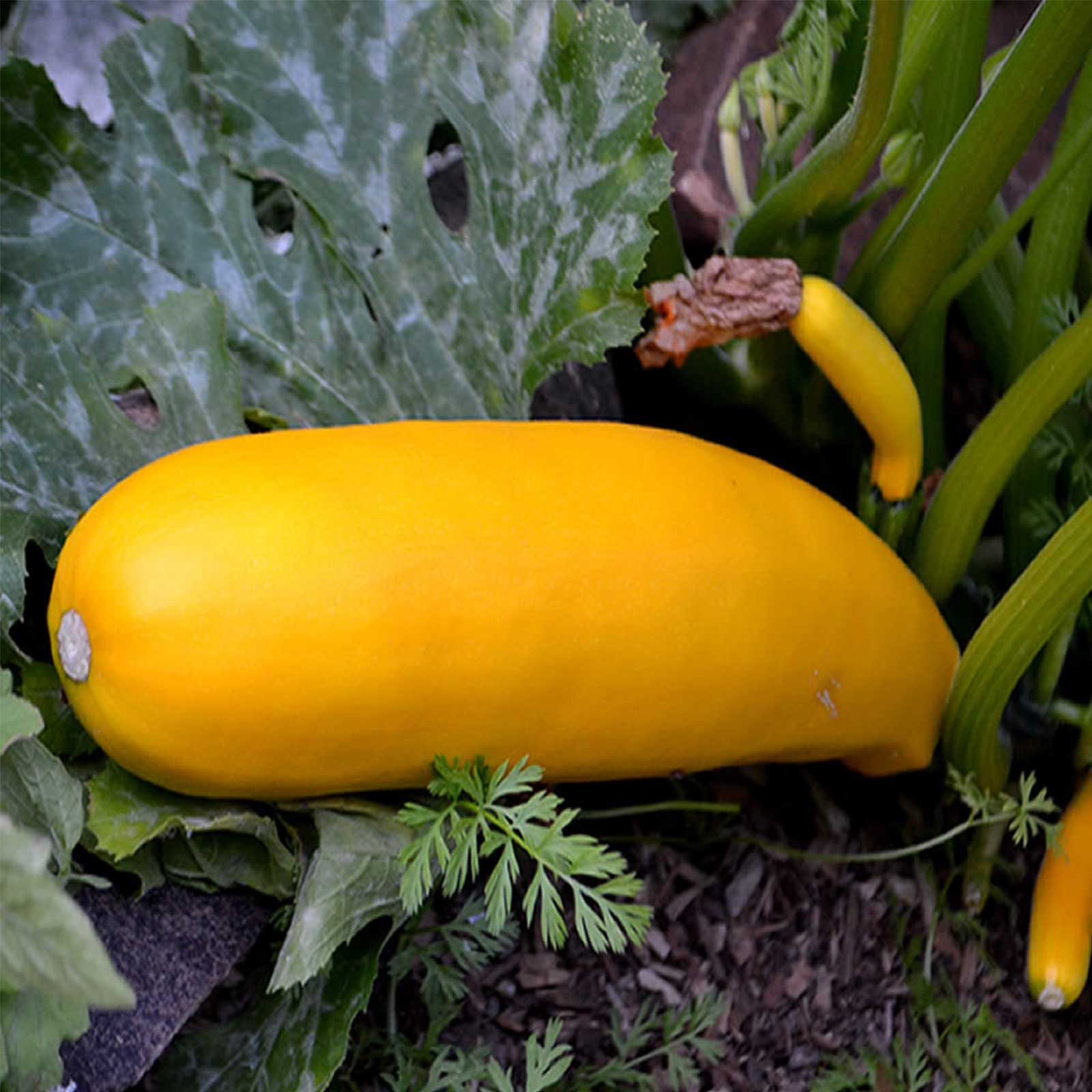 Grey Zucchini Summer Squash Garden Seeds - 1 Oz - Non-GMO, Heirloom ...