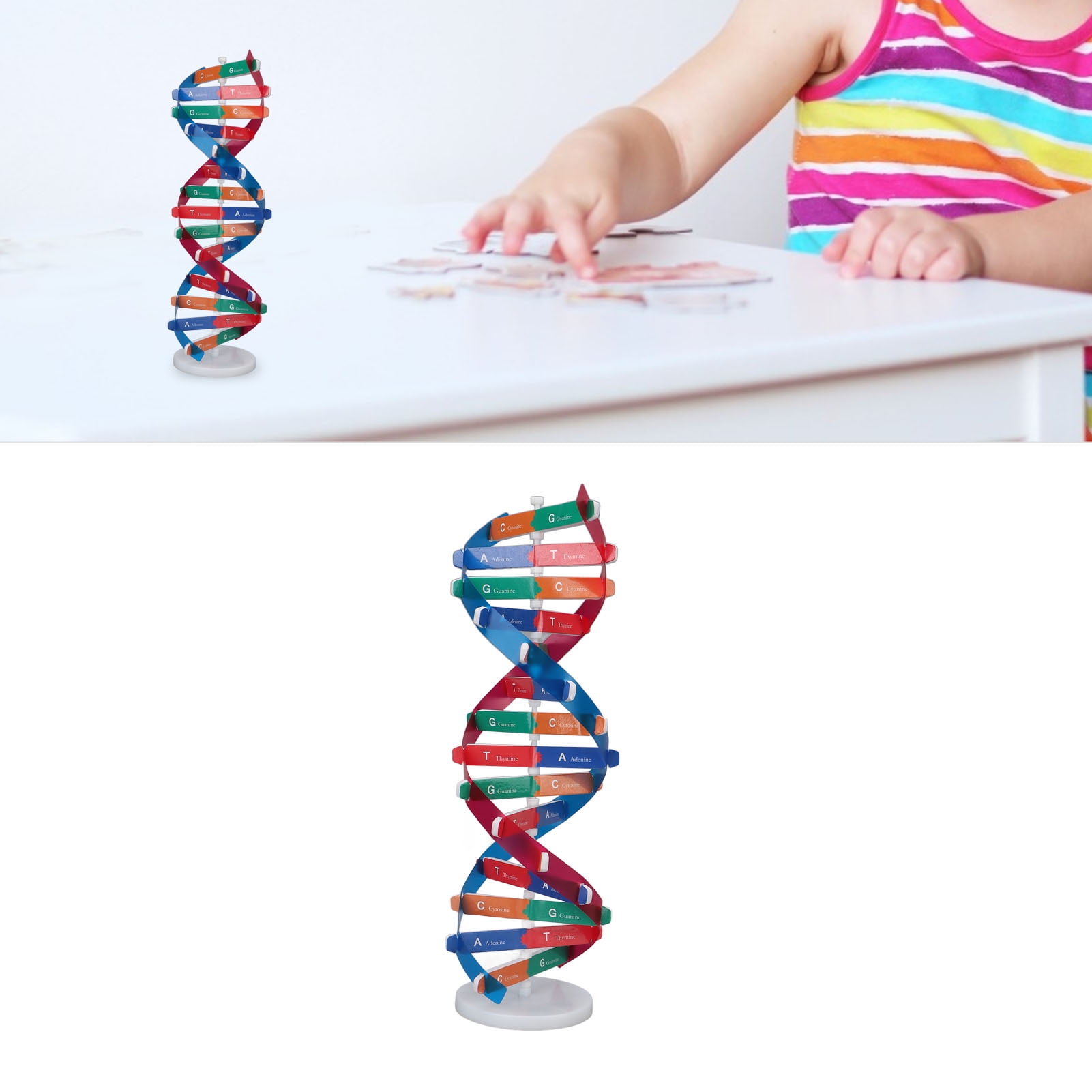 How To Make A Dna Helix Model