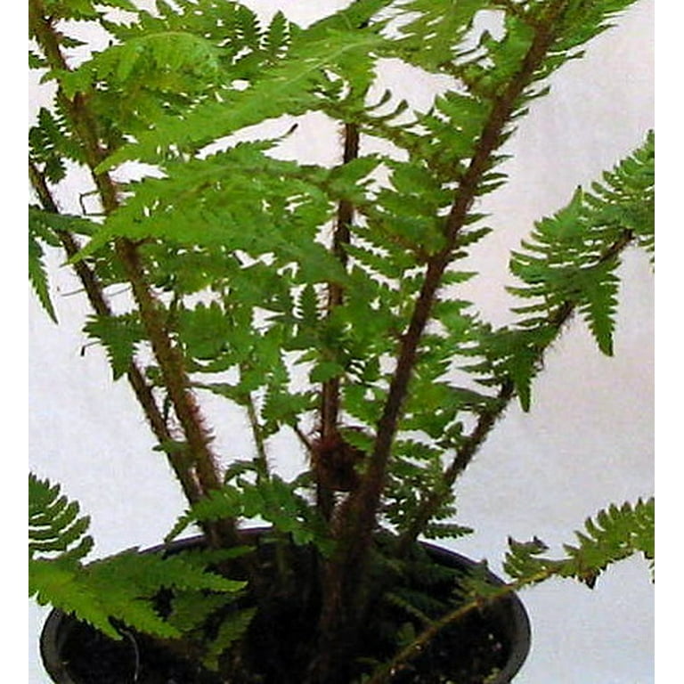 Australian Tree Fern