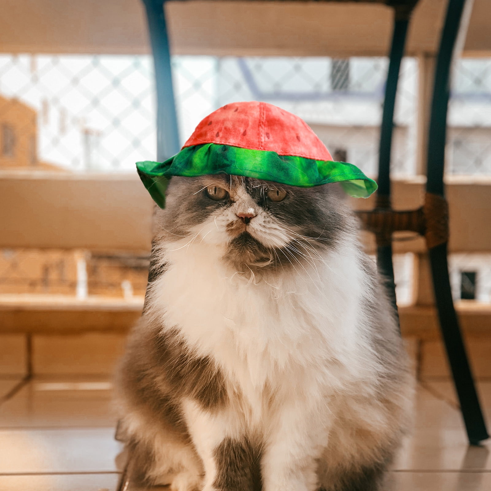 Watermelon Hat Cat