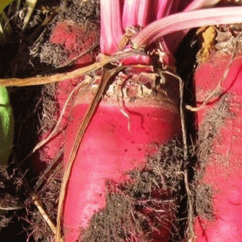 Everwilde Farms - 1 Lb Red Mammoth Fodder Beet Seeds - Gold Vault Bulk ...