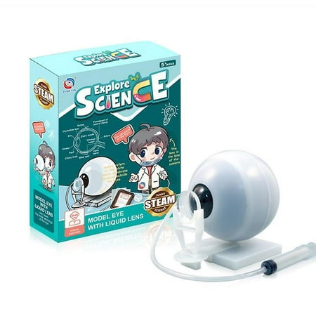 Human Anatomical Body Model Medical Torso Anatomy Model Removable Parts ...