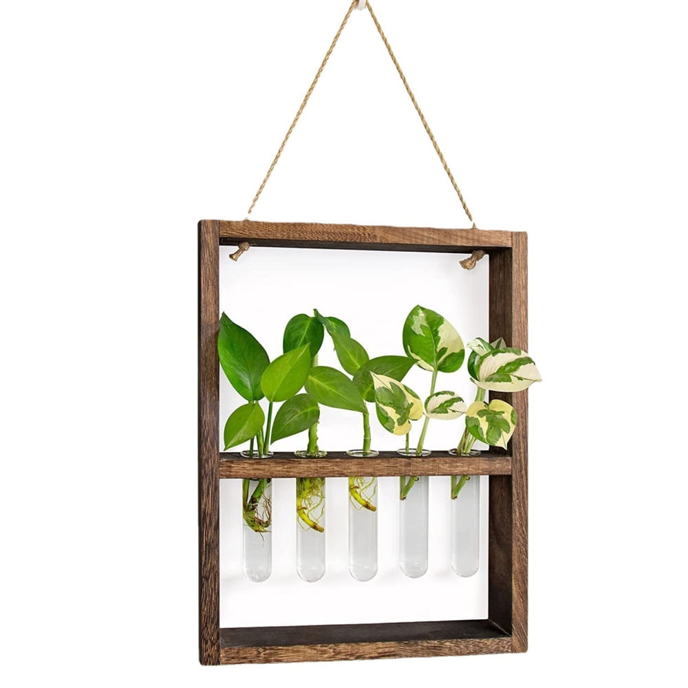 Glass Tube Wooden Frame Plant Terrarium Exquisite and Delicate Plant ...