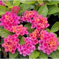 Orange Lantana Live Plant, Fragrant Lantana Flowers Perennial Plant for ...