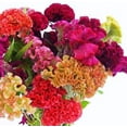 Exotic Cockscomb Seeds - 200+ Seeds - Amazing Garden Flower - Made in ...