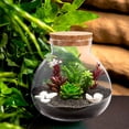 ACDANC Round Glass Terrarium Container with Cork Lid,Plant Bottle,Small ...