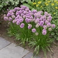 50 Allium Millenium Bulk Landscape and Culinary Plants Flowers Herbs ...